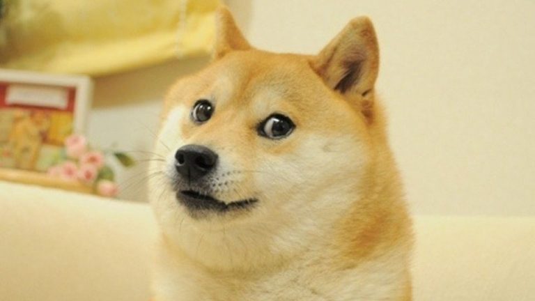 A Guide to Dogechain: The Next Evolution of Dogecoin